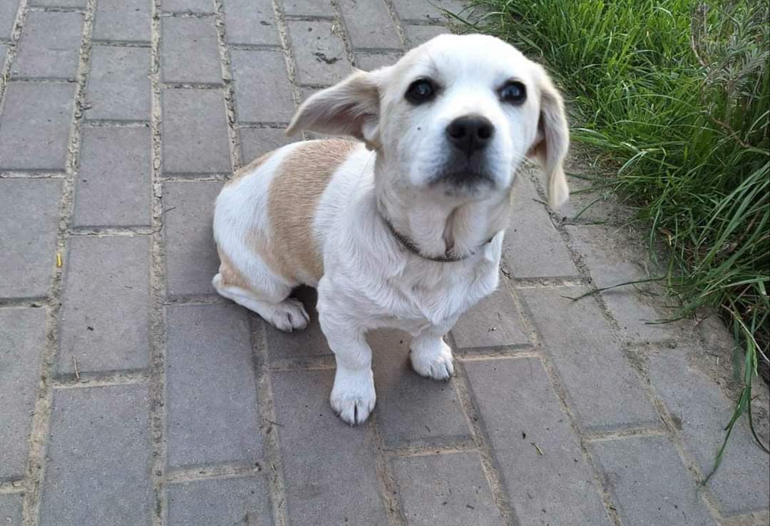 Meet Our Overseas Dogs – Final Stop Rescue