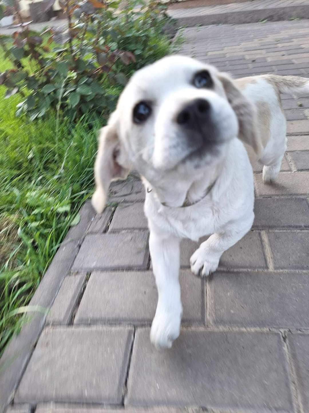 Meet Our Overseas Dogs – Final Stop Rescue