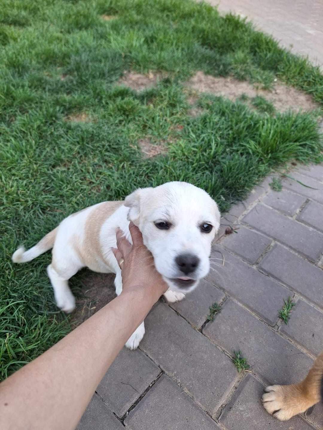 Meet Our Overseas Dogs – Final Stop Rescue