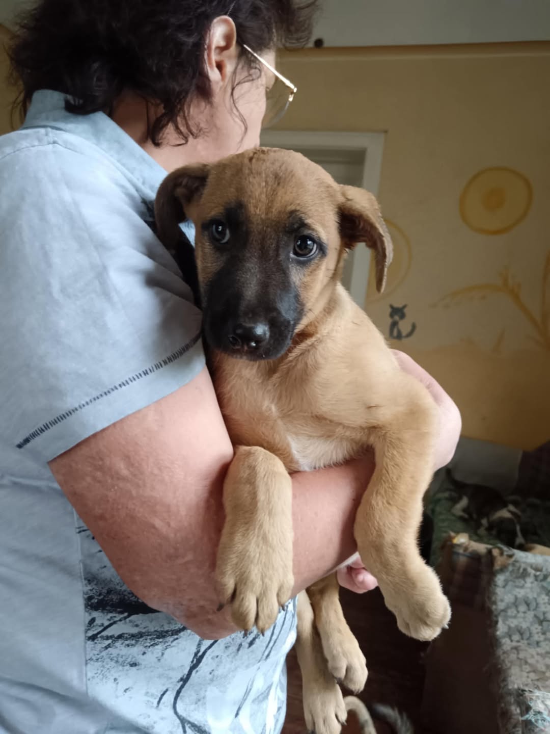 Meet Our Overseas Dogs – Final Stop Rescue C.I.C.